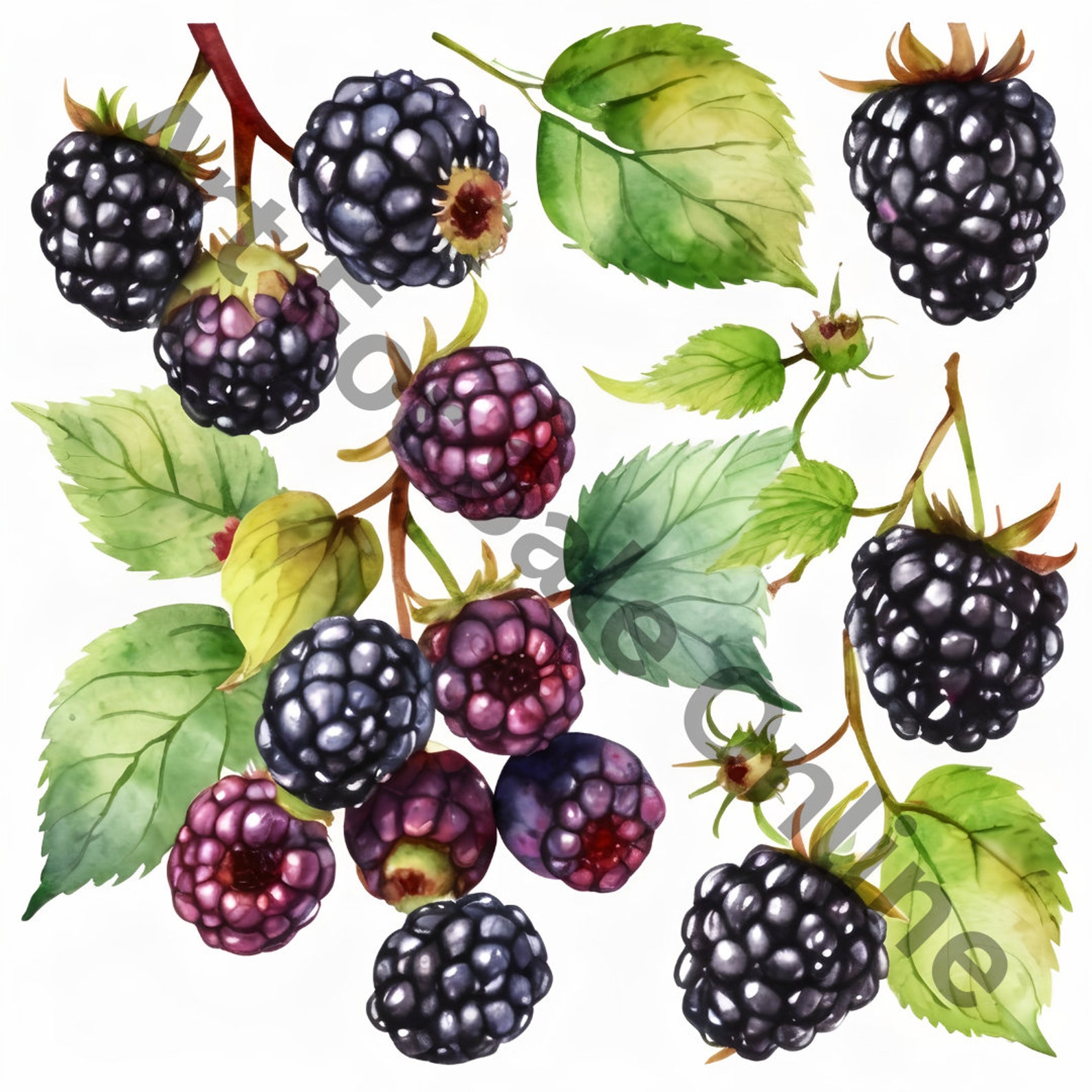 Watercolor Blackberries Clipart PNG Format Commercial Use Instant ...