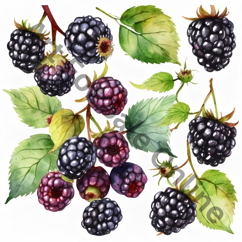 Watercolor Blackberries Clipart PNG Format Commercial Use Instant ...