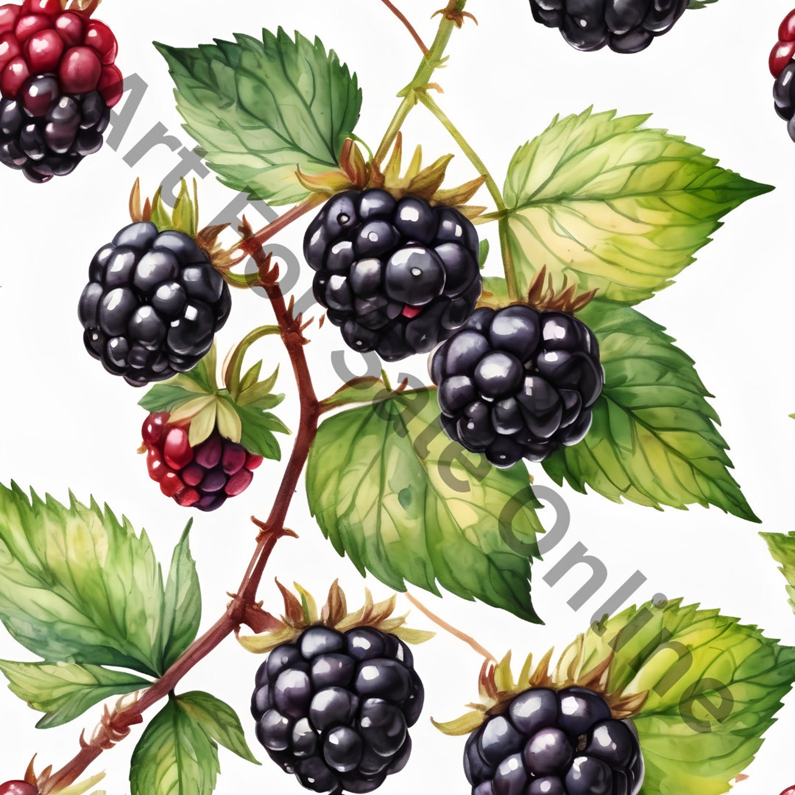 Watercolor Blackberries Clipart PNG Format Commercial Use Instant ...
