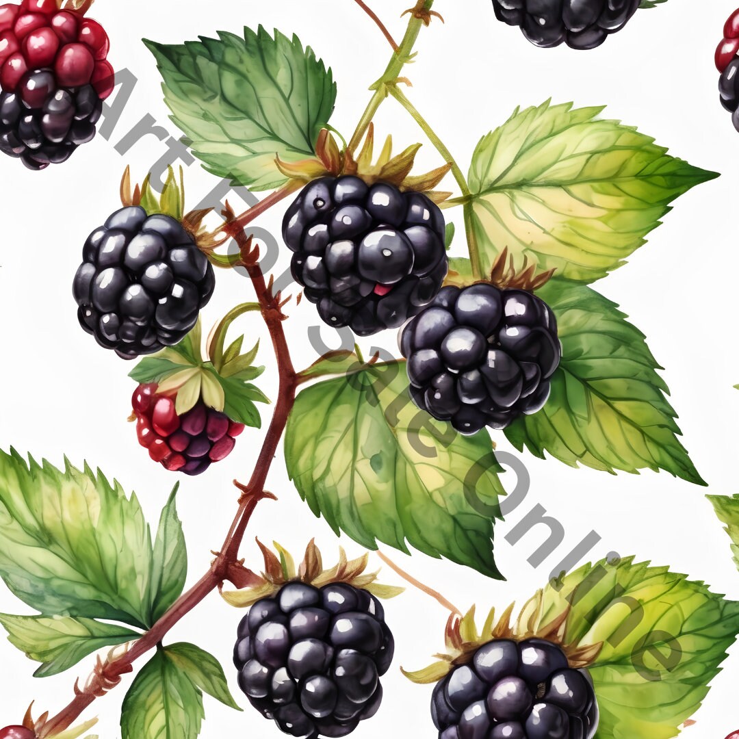 Watercolor Blackberries Clipart PNG Format Commercial Use Instant ...