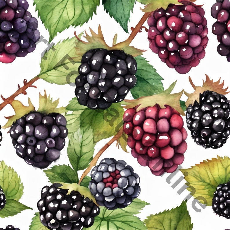 Watercolor Blackberries Clipart PNG Format Commercial Use Instant ...