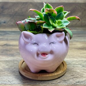 Pink "happy Piggy" Animal Pot With Colorful Succulents - Etsy