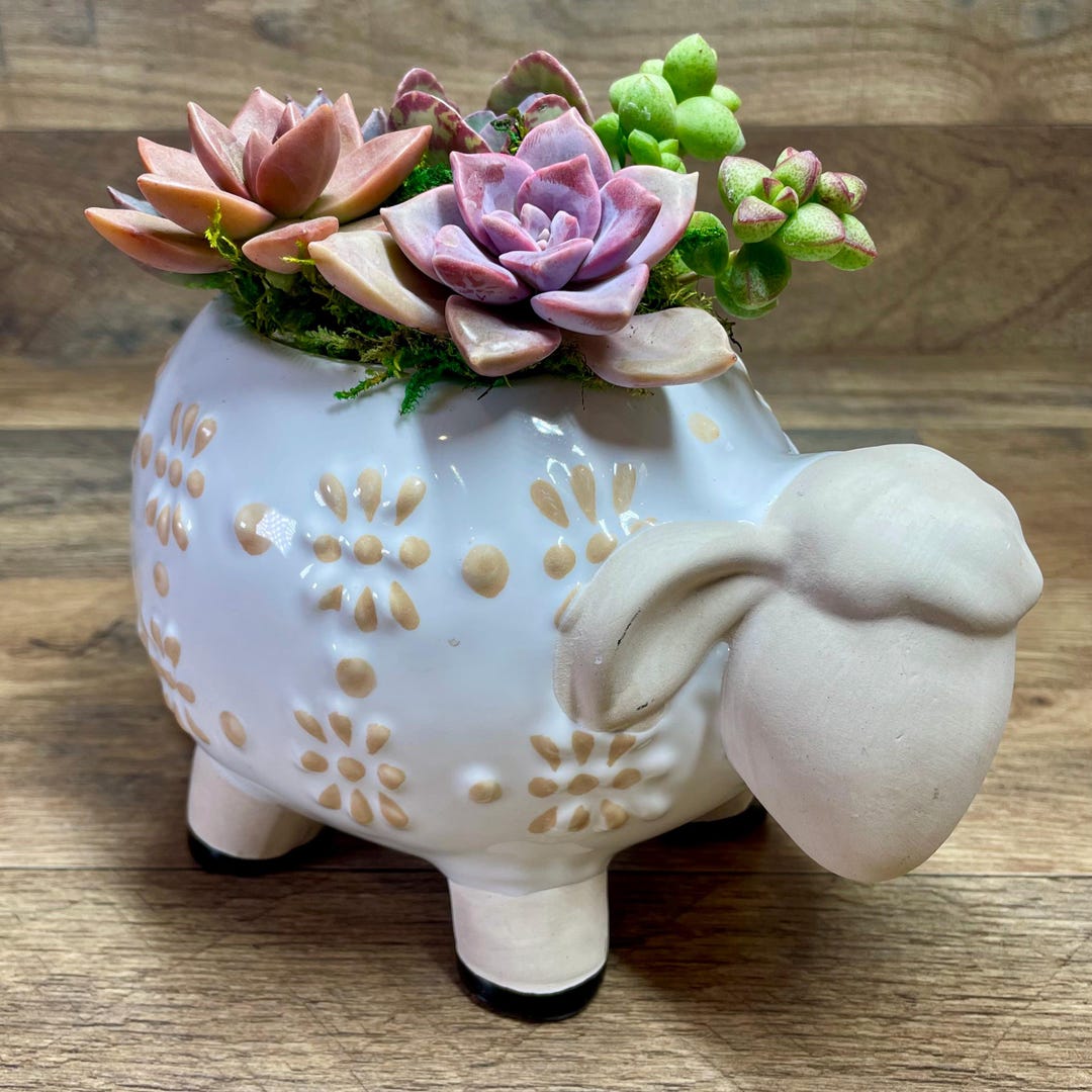 Lamb Lamb!! - White Ceramic Lamb Indoor Pot With Colorful Succulent ...