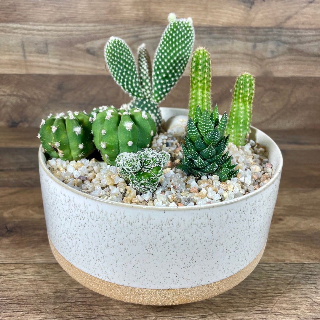 Cactus Garden in Large Round Ceramic Pot - Etsy