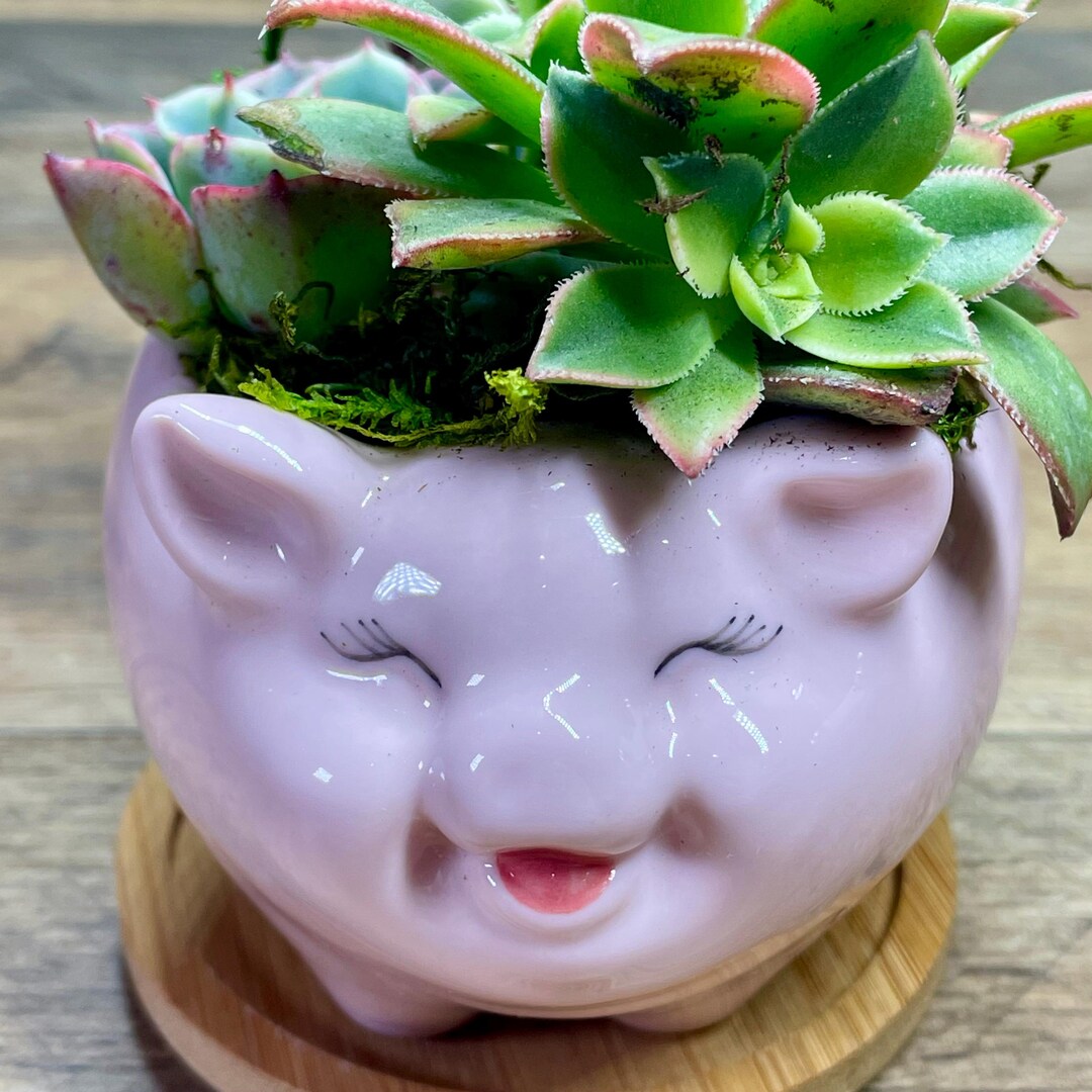 Pink "happy Piggy" Animal Pot With Colorful Succulents - Etsy