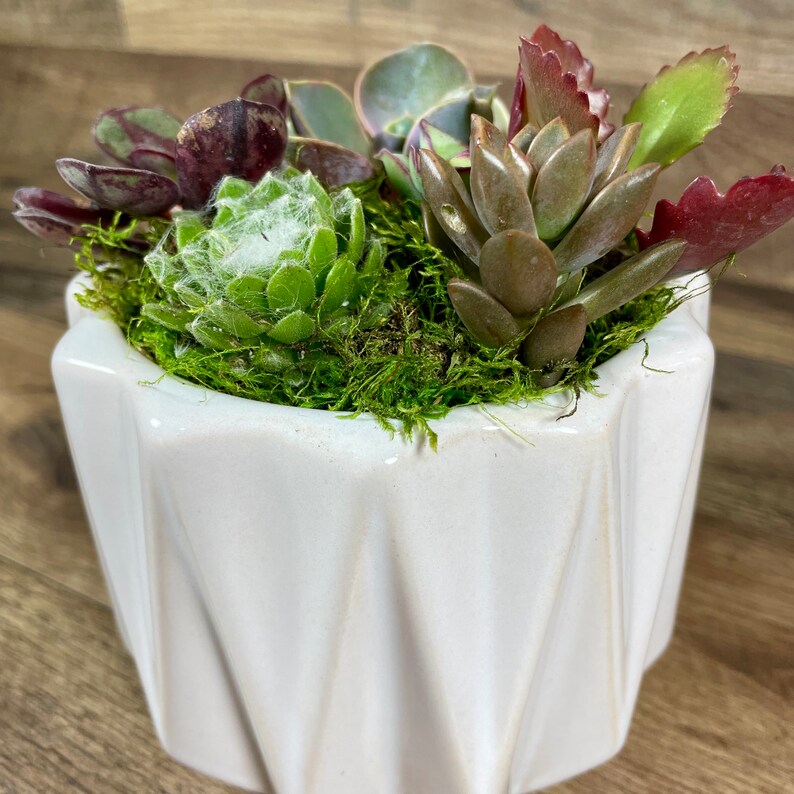 Six Piece Succulent Garden - Etsy