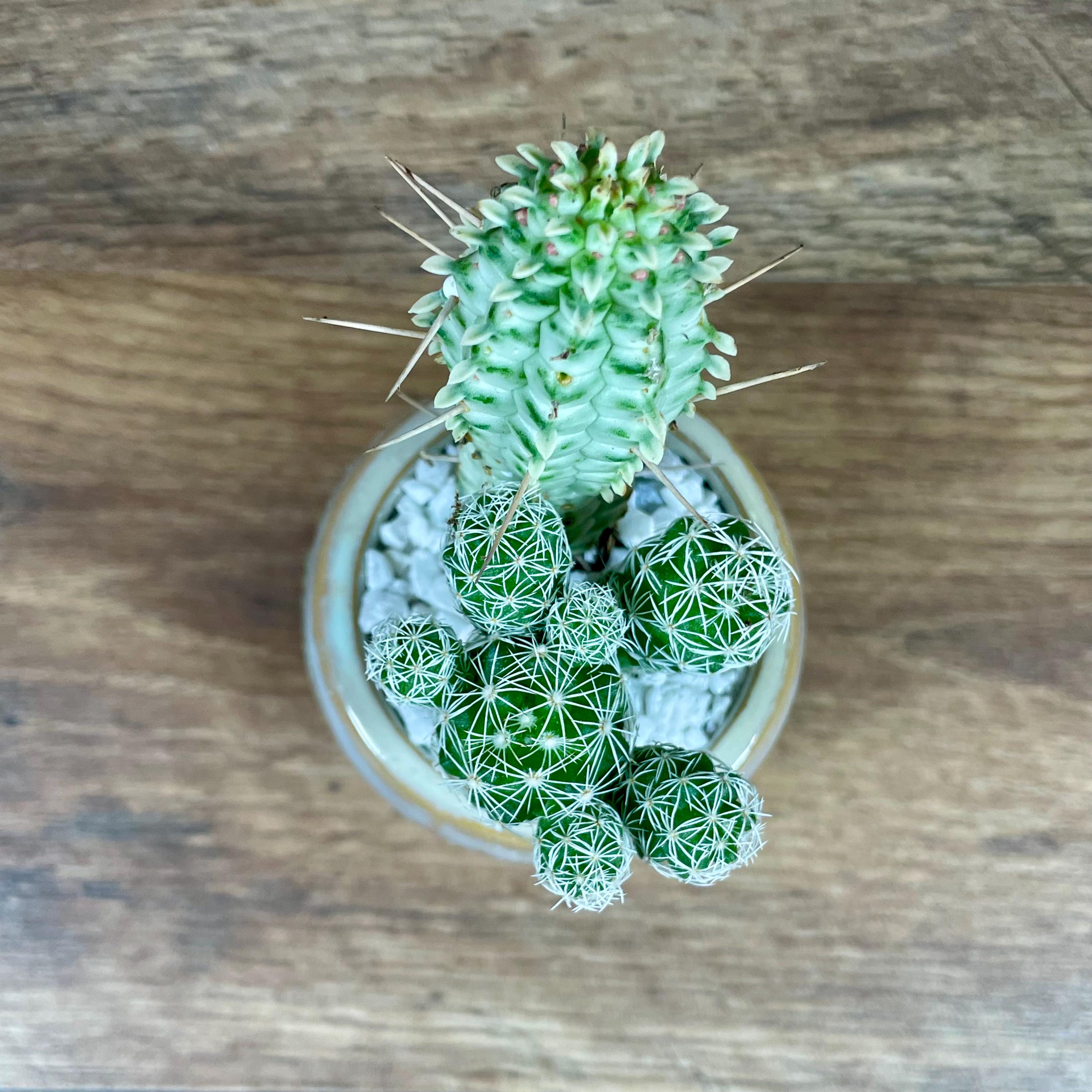 Double Cactus Set in Mini Bean Pots - Etsy