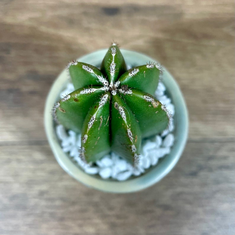 Cactus in Mini Light Blue Pot - Etsy