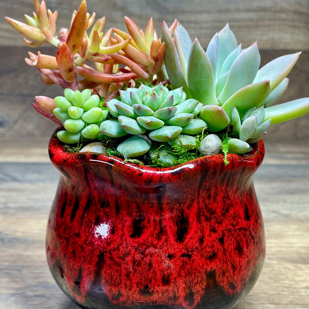 Red and Black molten Lava Pot With Succulent Garden - Etsy