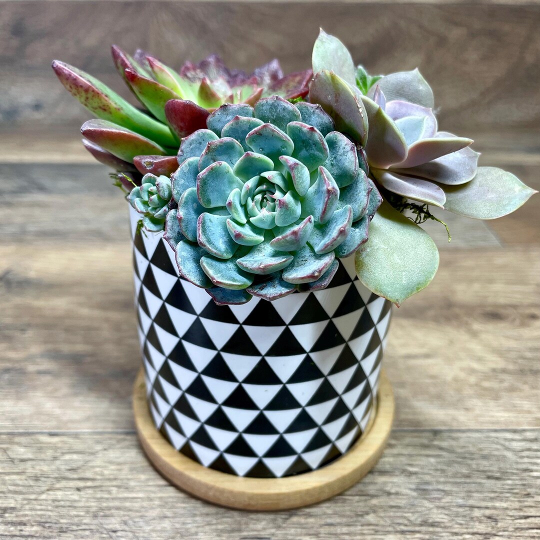 Sacred Geometry Plant - Geometric Design Black and White Pot With ...