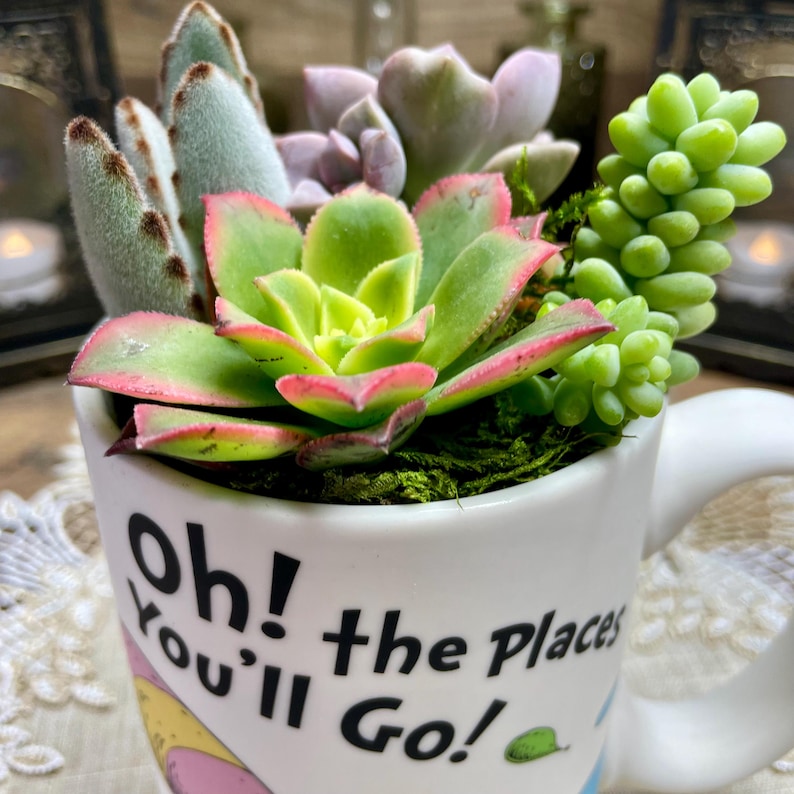 Whimsical Dr. Seuss Succulent Garden in Ceramic Mug – Live Succulents ...