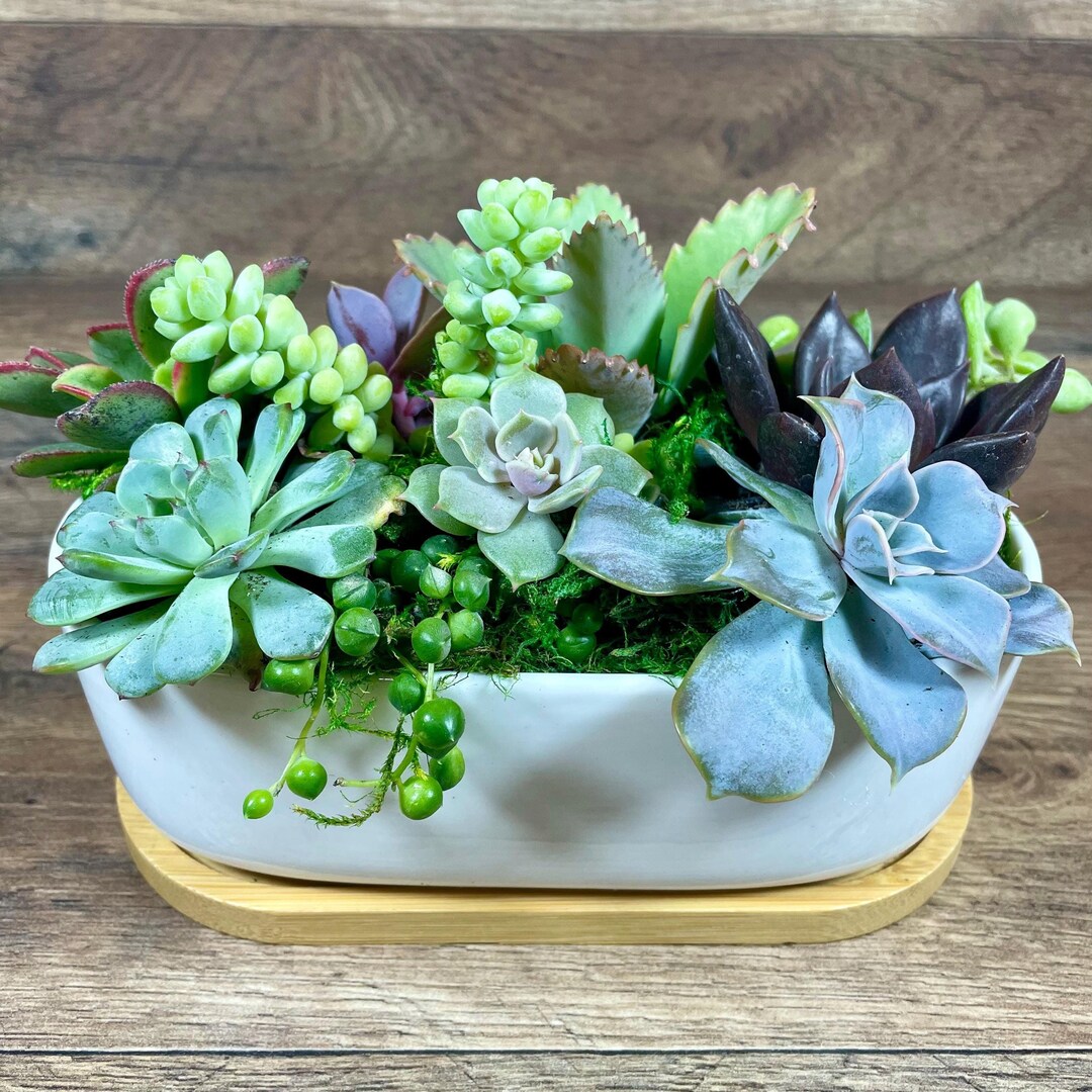 Classic Succulent Arrangement in 6inch Oval Pot - Etsy