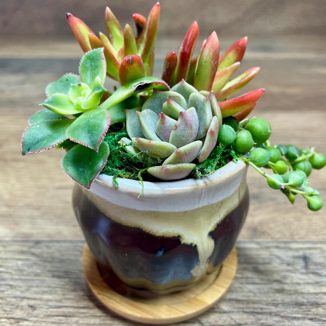 Rustic Woodland Glow Succulent Planter in Two-tone Brown Ceramic Plant ...