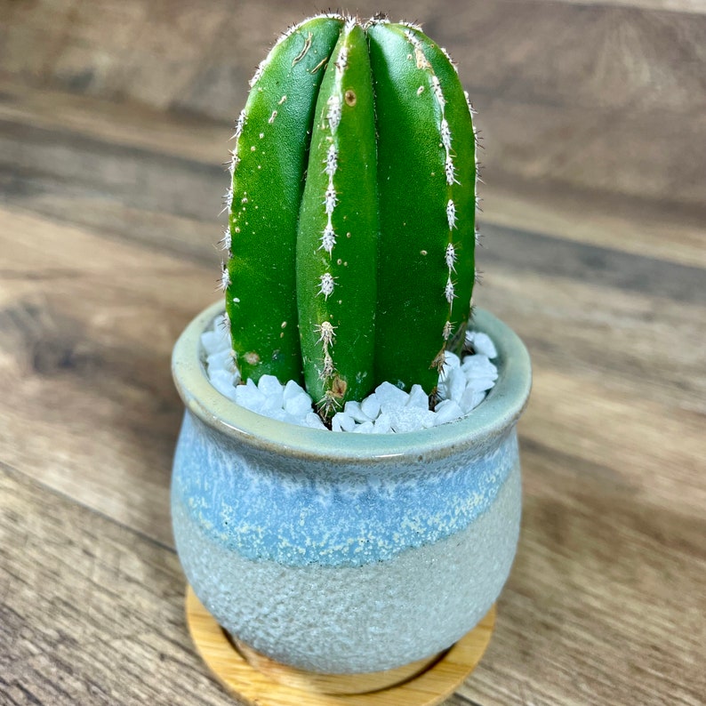 Cactus in Mini Light Blue Pot - Etsy