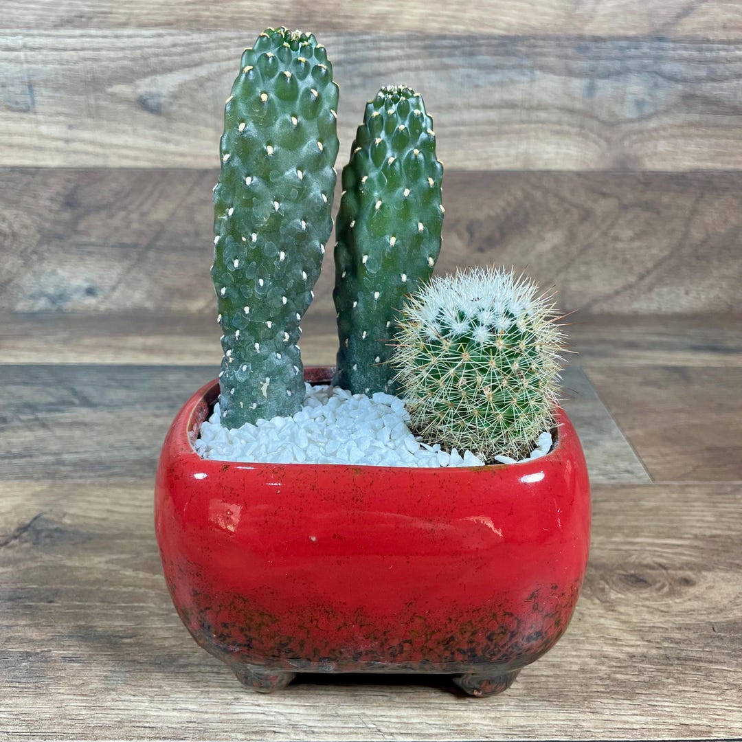 Fire Engine Red Boho Pot With Live Catus and White Rock - Etsy