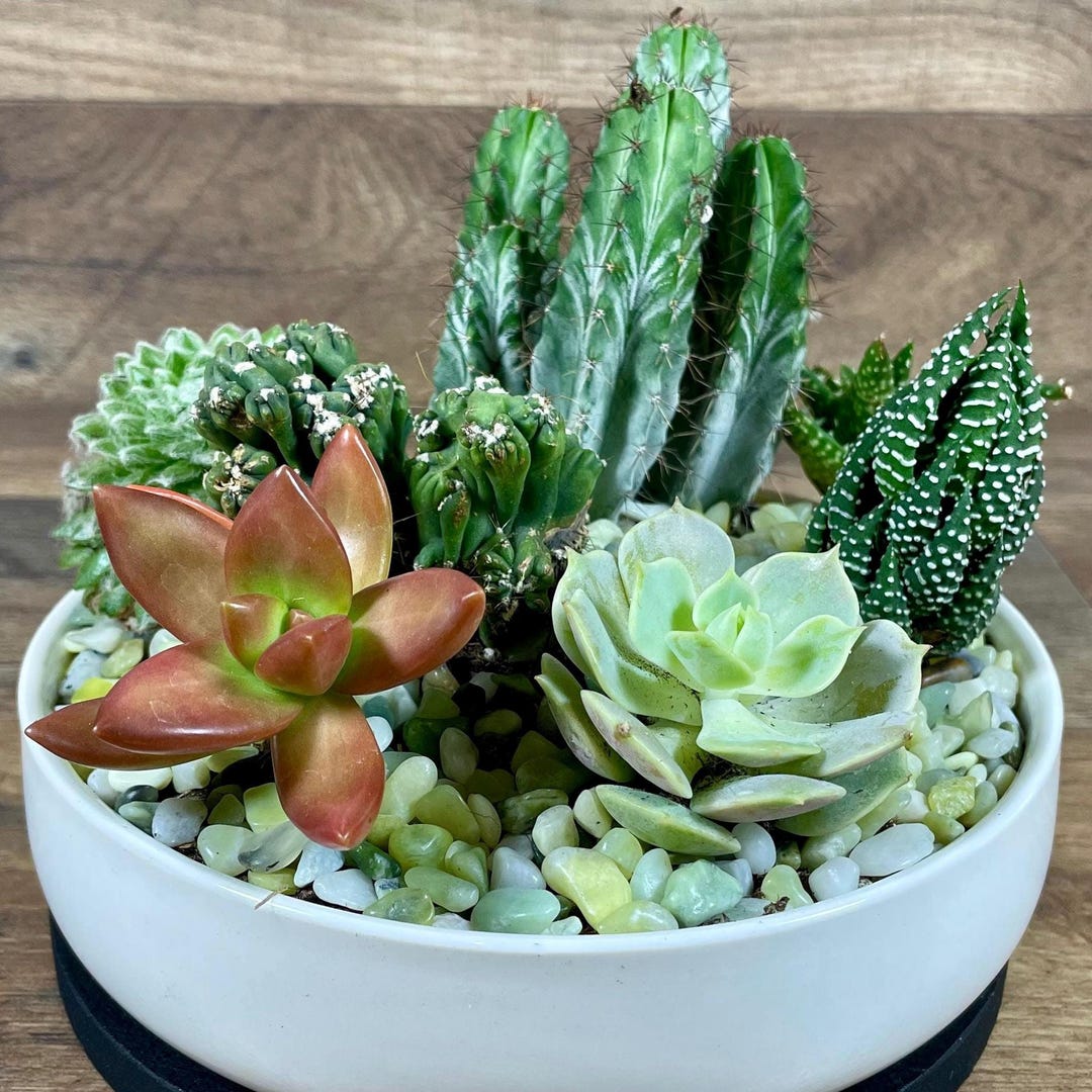 Low Lip Succulent and Cactus With Rock Live Plant Gift Arrangement - Etsy