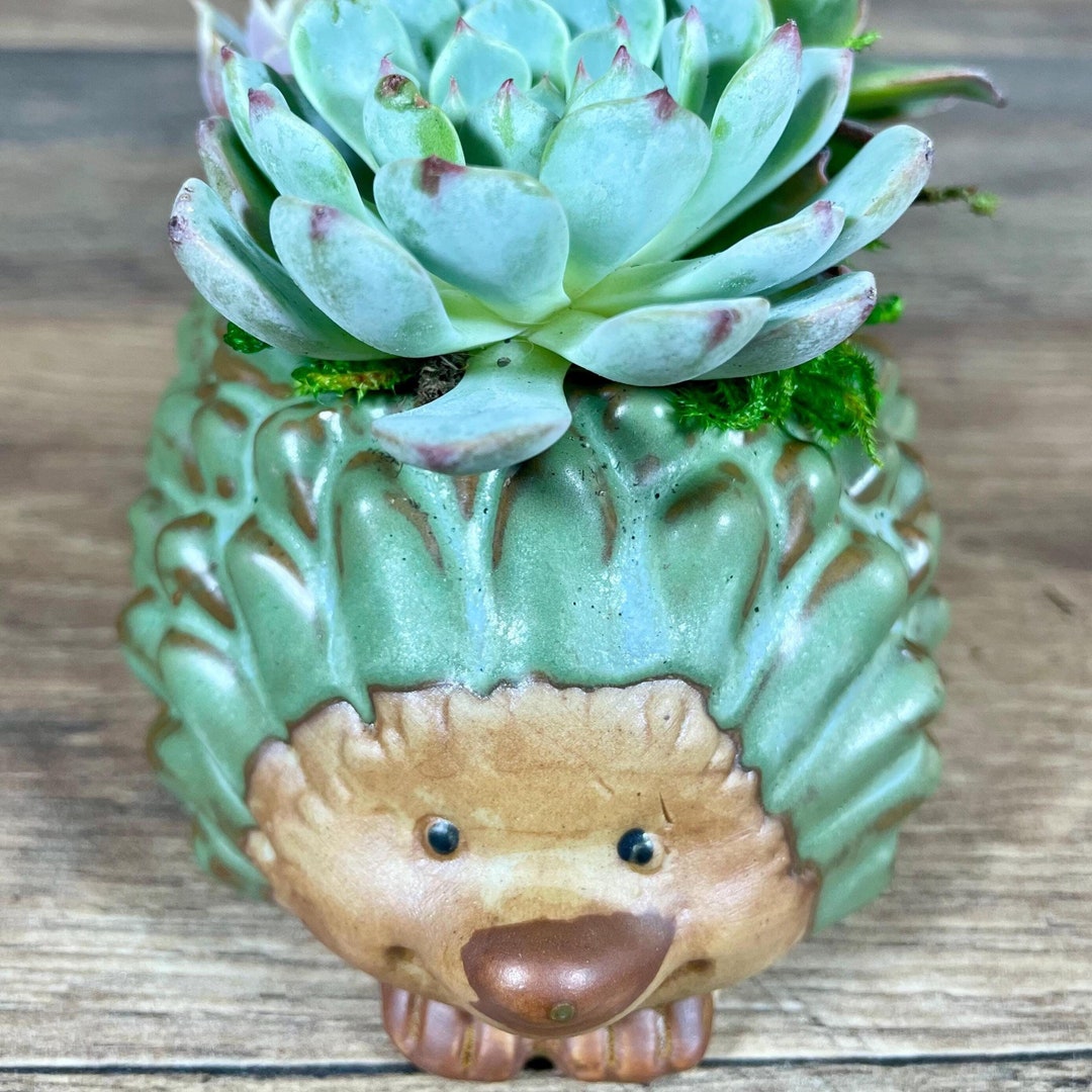 Hedgehog Animal Pot With Live Succulent Roses - Etsy