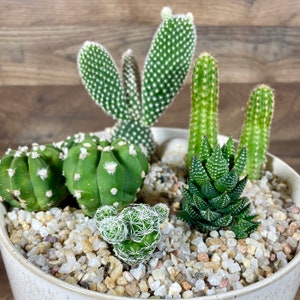Cactus Garden in Large Round Ceramic Pot - Etsy