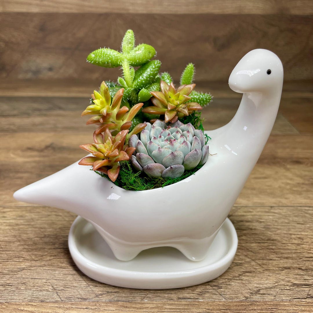 Dino-white - White Ceramic Dinosaur Pot With Colorful Succulent Garden ...