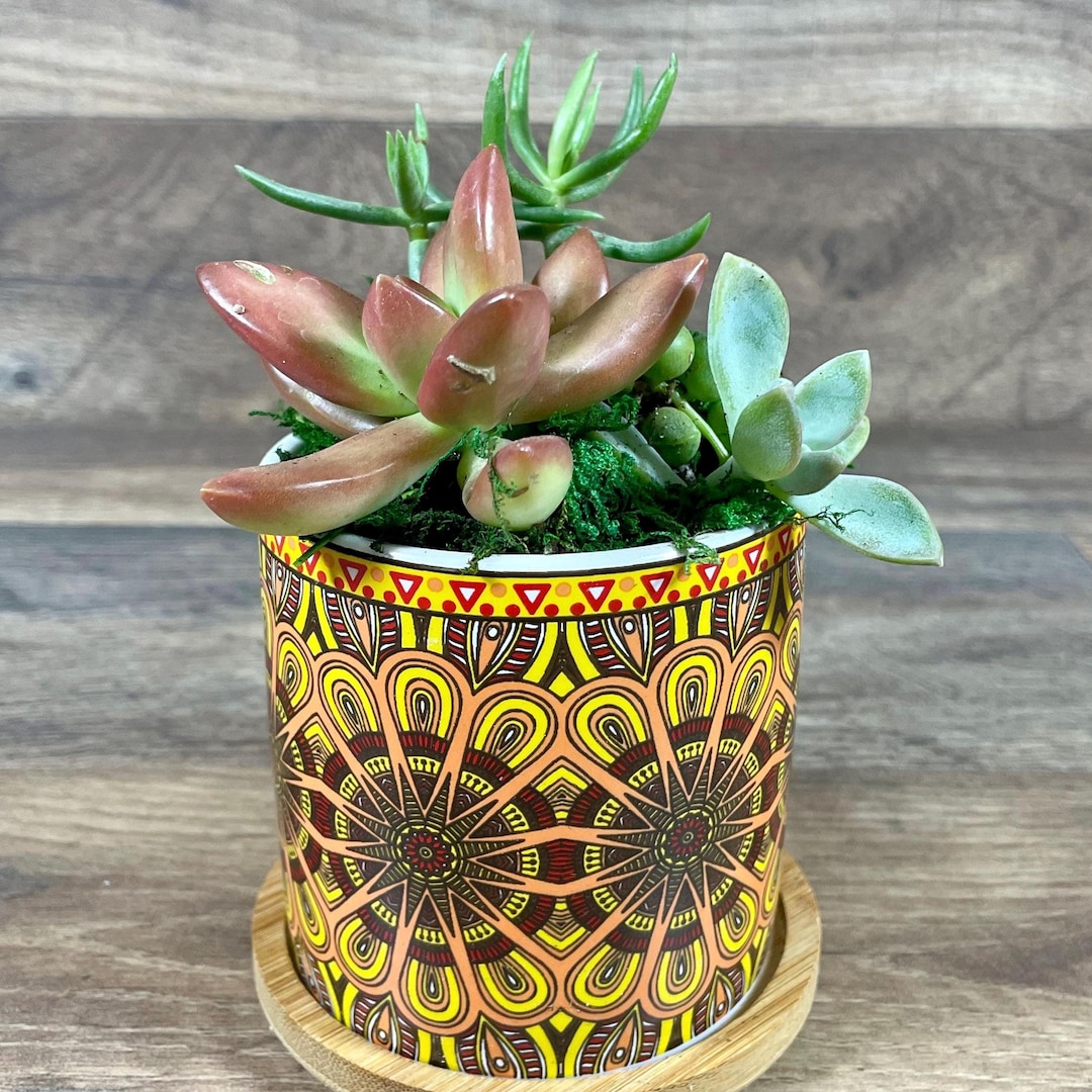 Yellow Mandala Pot With Live Succulent Garden Affordable Gift Plant ...