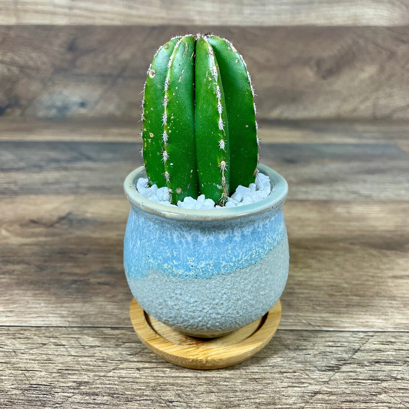Cactus in Mini Light Blue Pot - Etsy