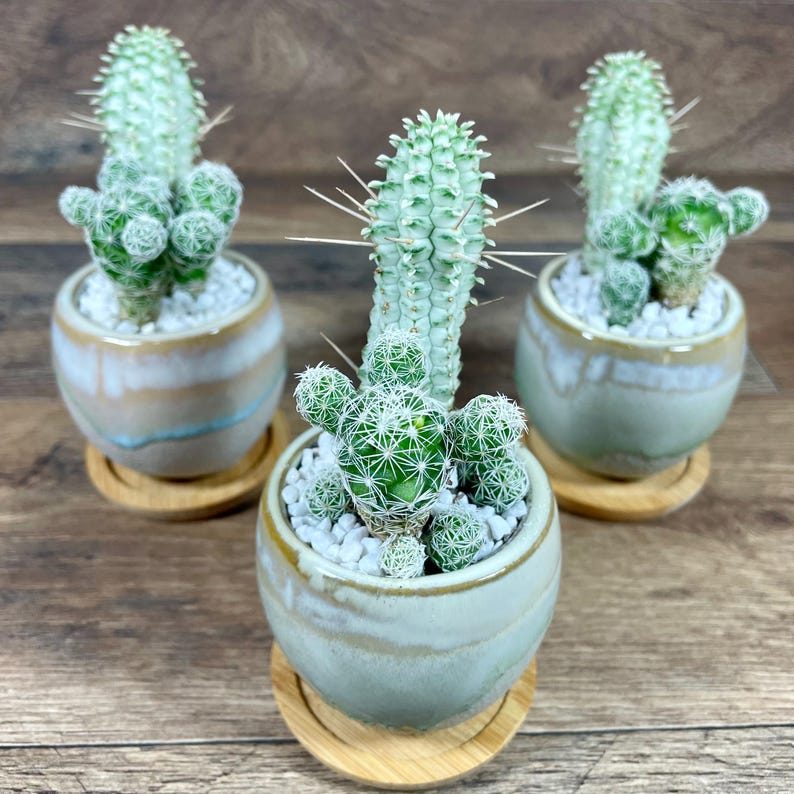 Double Cactus Set in Mini Bean Pots - Etsy