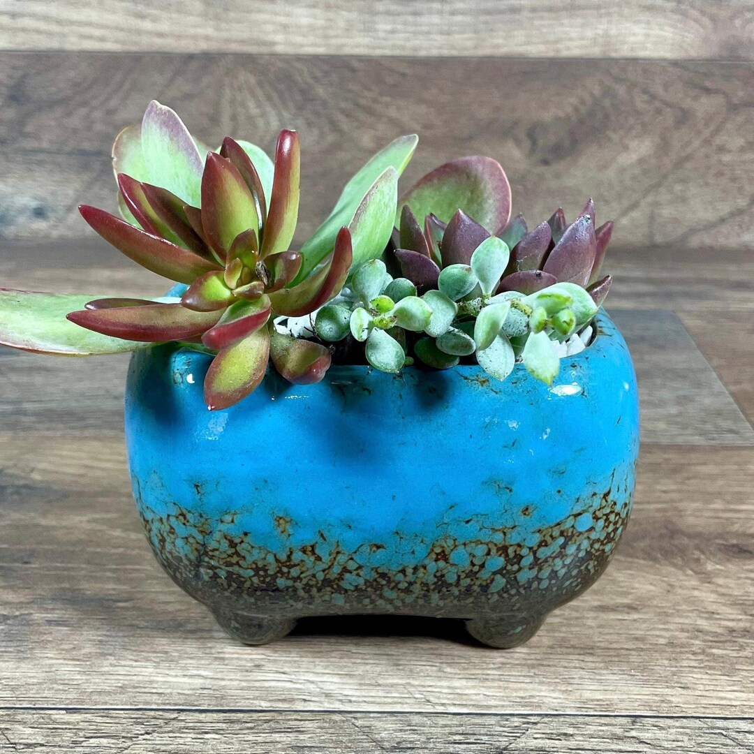 Blue Ocean Aqua BOHO Pot With Succulents - Etsy
