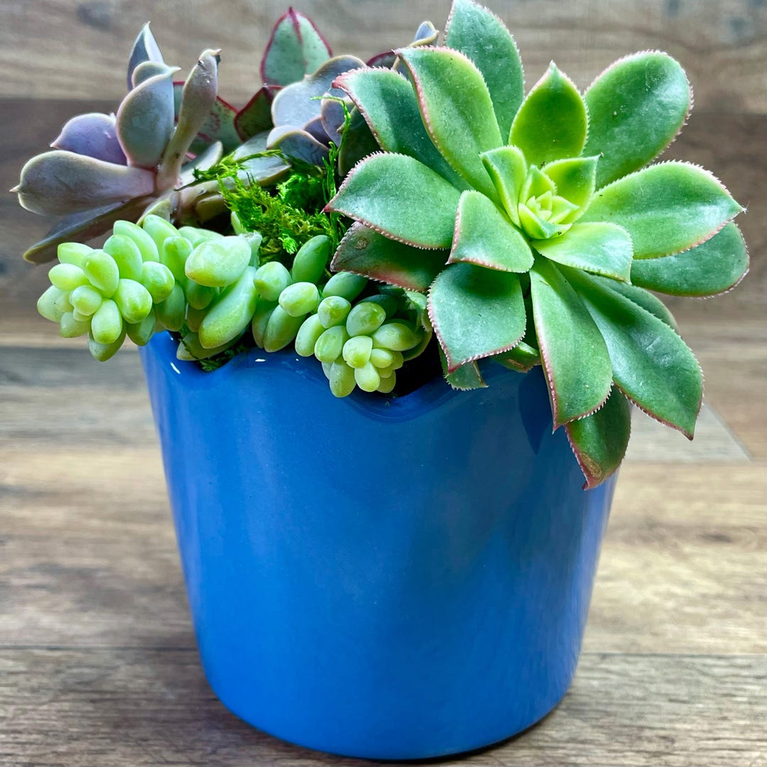 Coastal Garden - Blue Scalloped Edge Ceramic Planter With Collection of ...