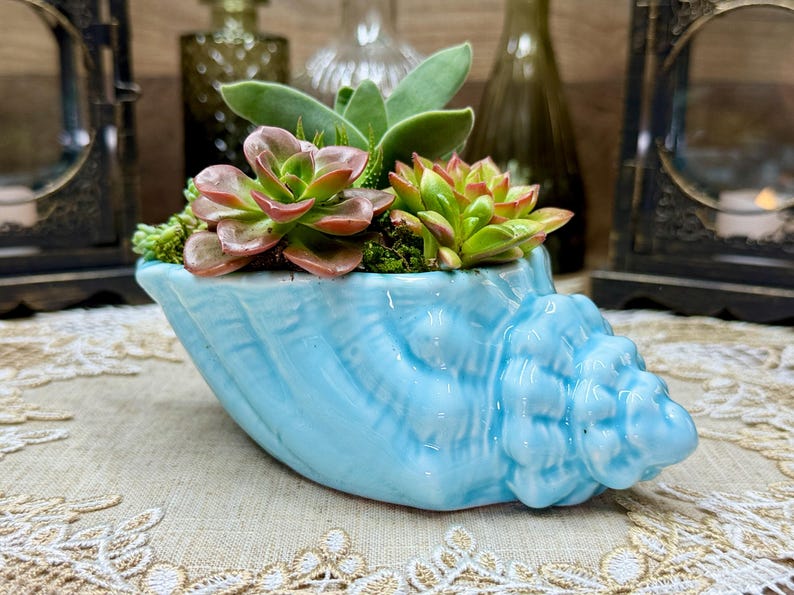 Blue Seashell Beach Decor Planter With Live Succulents - Etsy