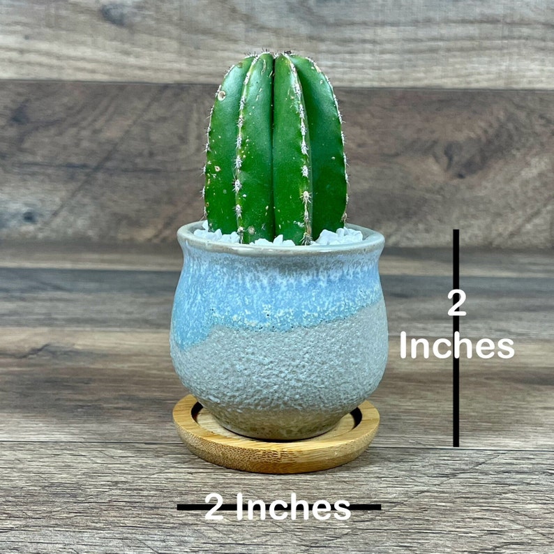 Cactus in Mini Light Blue Pot - Etsy