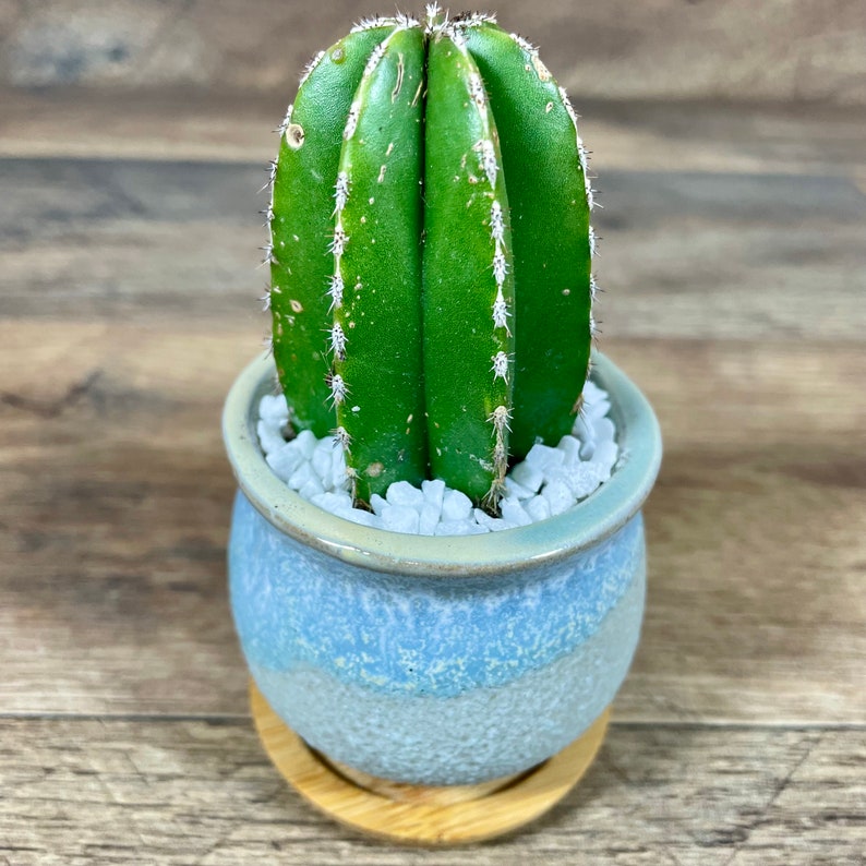 Cactus in Mini Light Blue Pot - Etsy