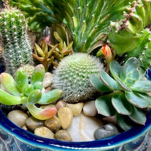 The Mermaid Tail - Rare Cactus & Succulent Arrangement in Dark Blue ...