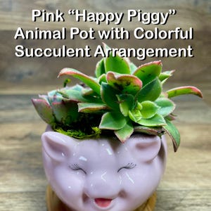 Pink "happy Piggy" Animal Pot With Colorful Succulents - Etsy