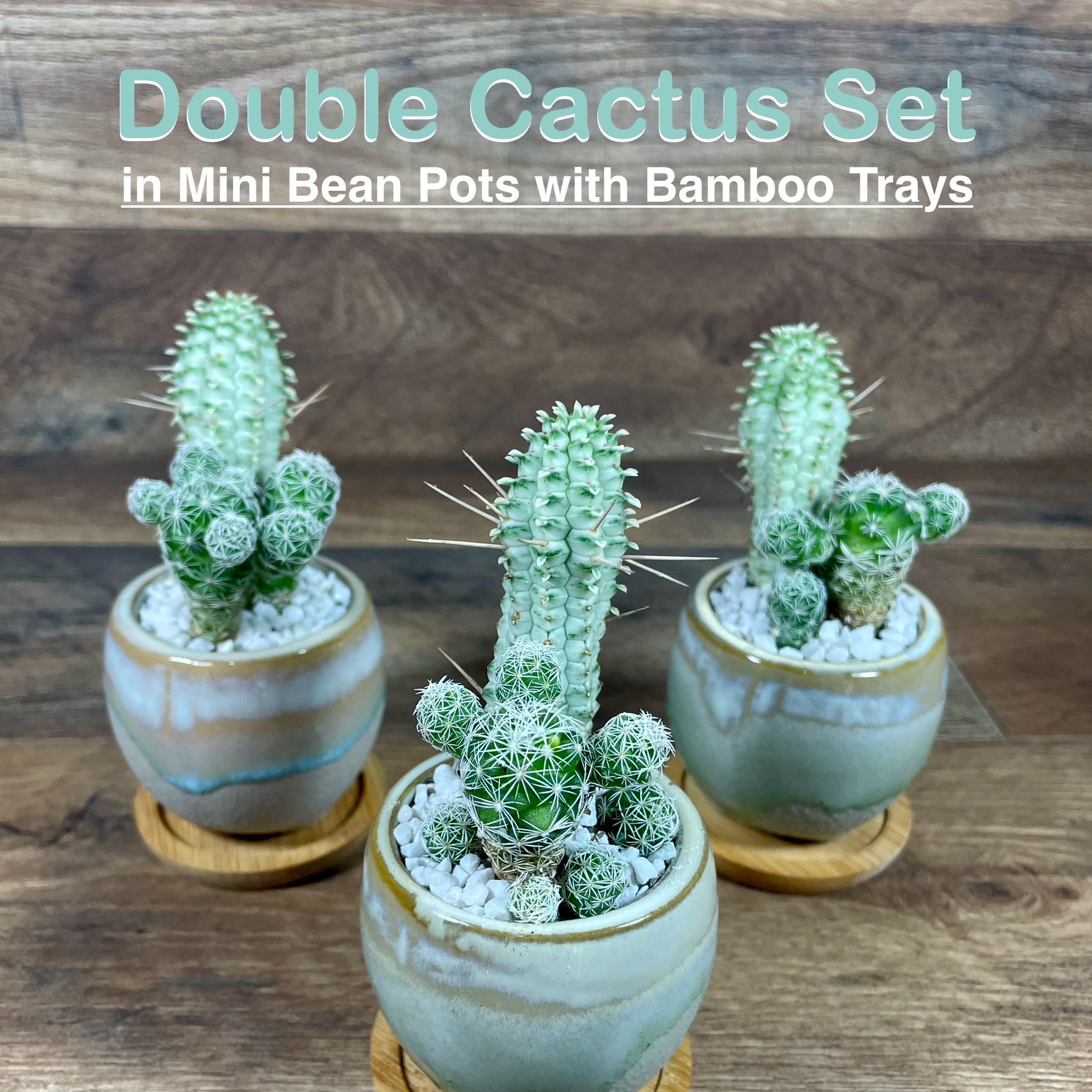 Double Cactus Set in Mini Bean Pots - Etsy