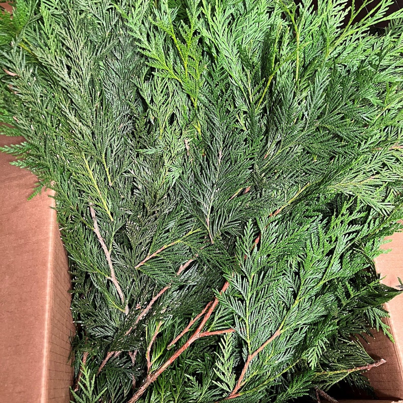 Cedar Christmas Bough - Etsy