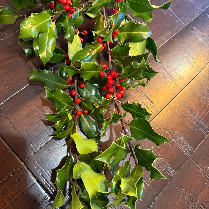 Fresh Holly Branches - Etsy