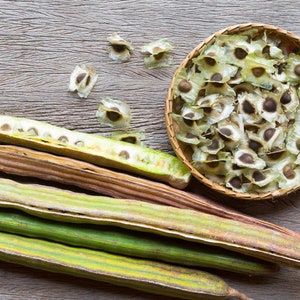 Moringa Oleifera Seeds - Drumstick Seeds - Malunggay Seeds - Miracle ...