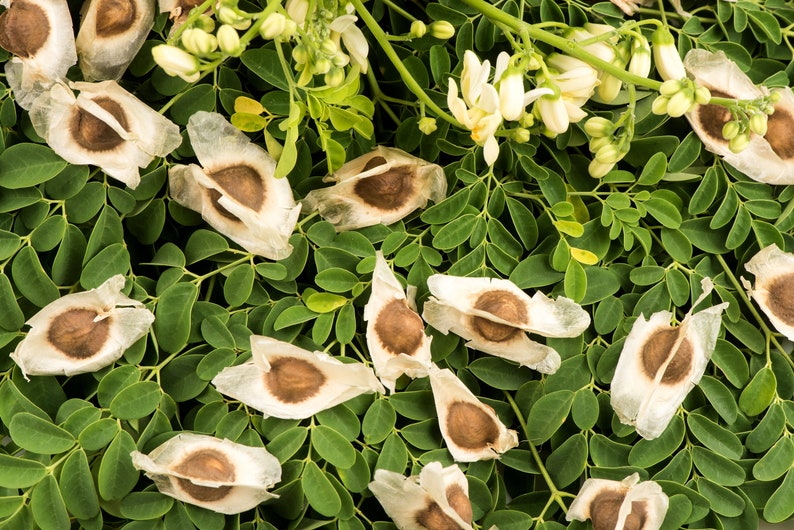 Moringa Seeds Drumstick Seeds Malunggay Moringa Tree Moringa Oleifera ...