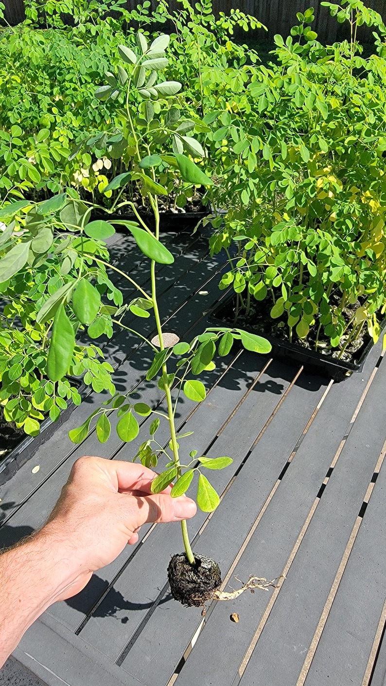 Moringa Tree Live Plant – Organic Moringa Oleifera Drumstick Tree ...