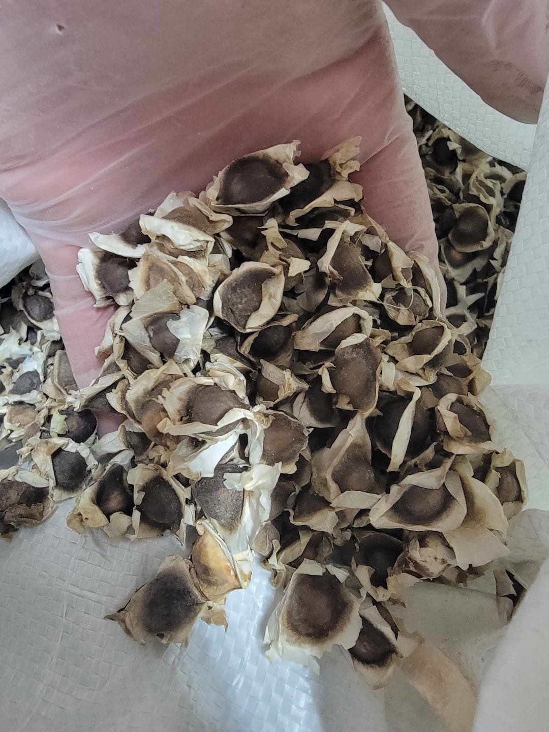 Moringa Oleifera Seeds - Drumstick Seeds - Malunggay Seeds - Miracle ...