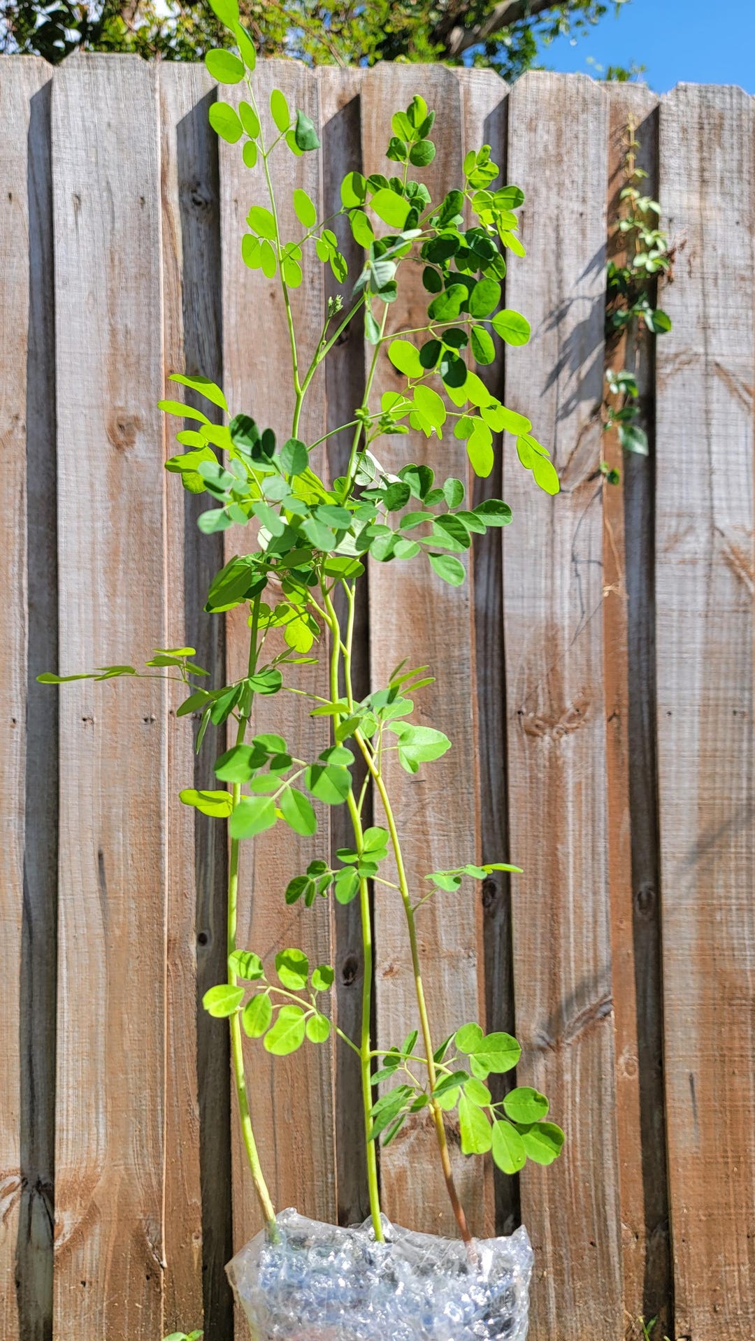 Moringa Plant Seedling With Free Moringa Seeds - Malunggay ...