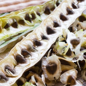 Moringa Oleifera Seeds - Drumstick Seeds - Malunggay Seeds - Miracle ...