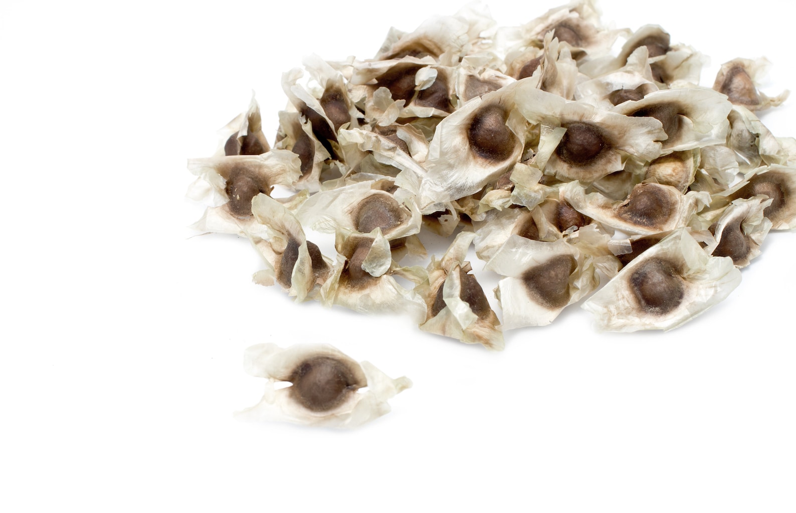 Moringa Tree Seeds Drumstick Seeds Moringa Malunggay Moringa Oleifera ...