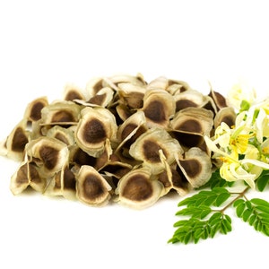Moringa Oleifera Seeds - Drumstick Seeds - Malunggay Seeds - Miracle ...