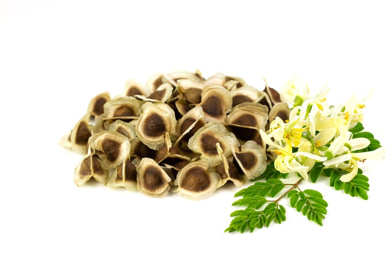 Moringa Oleifera Seeds Drumstick Seeds Malunggay Seeds Miracle Tree ...