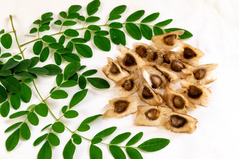 Moringa Tree Seeds - Drumstick Seeds - Moringa - Malunggay - Moringa ...