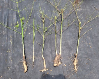 Moringa Oleifera Seeds Drumstick Seeds Malunggay Seeds Miracle Tree ...