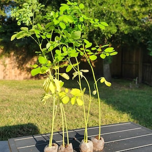 3 Moringa Tree Seedlings W/ Free Moringa Seeds - Malunggay ...