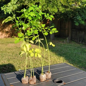 3 Moringa Tree Seedlings W/ Free Moringa Seeds - Malunggay ...