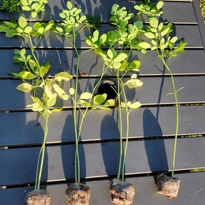 3 Moringa Tree Seedlings W/ Free Moringa Seeds - Malunggay ...